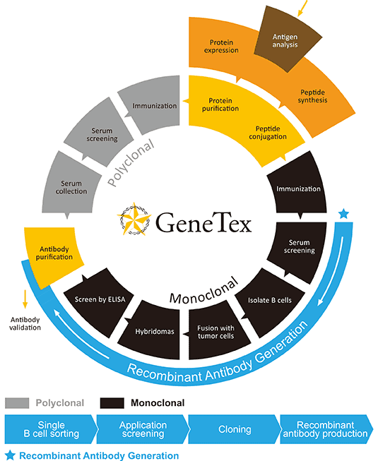 关于我们 | GeneTex中文官方网站