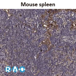 G蛋白偶联受体 (GPCRs) | GeneTex中文官方网站