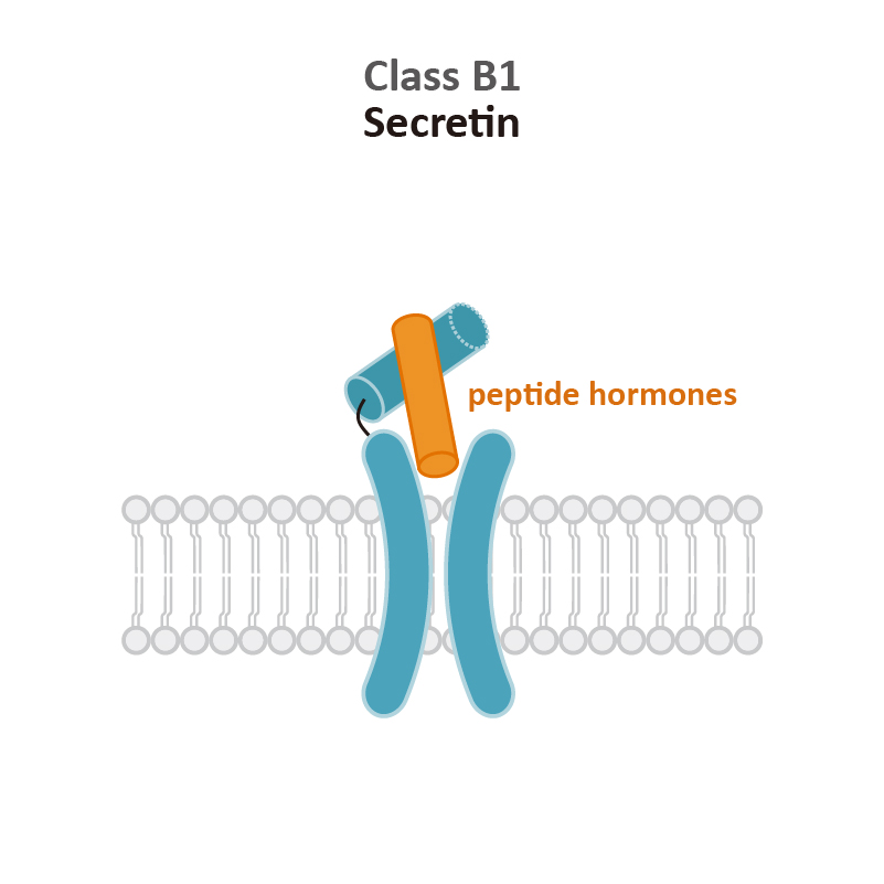 G蛋白偶联受体 (GPCRs) | GeneTex中文官方网站
