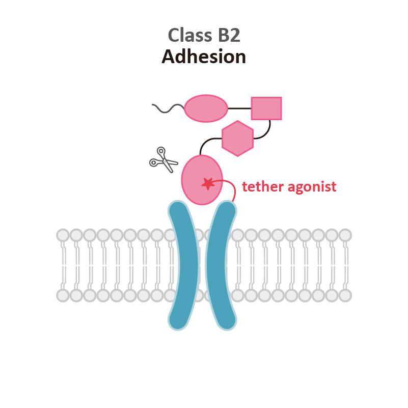 G蛋白偶联受体 (GPCRs) | GeneTex中文官方网站