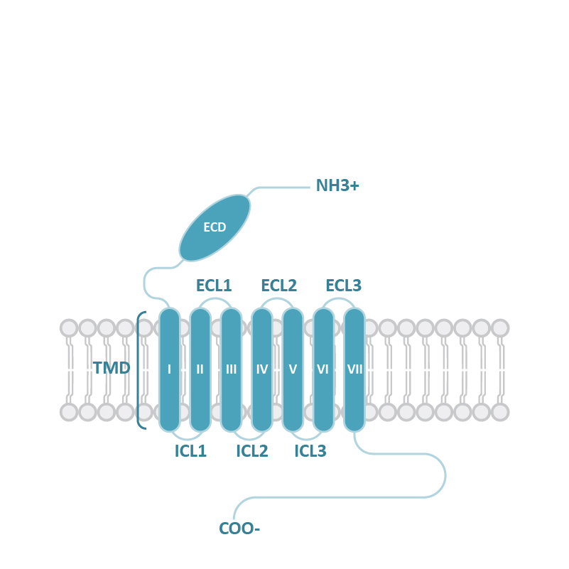 G蛋白偶联受体 (GPCRs) | GeneTex中文官方网站