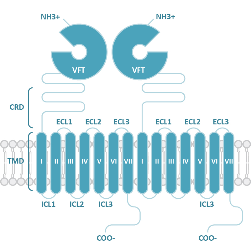 G蛋白偶联受体 (GPCRs) | GeneTex中文官方网站