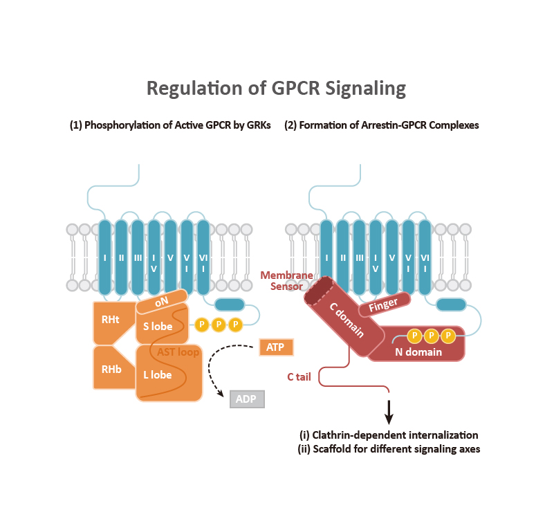 G蛋白偶联受体 (GPCRs) | GeneTex中文官方网站