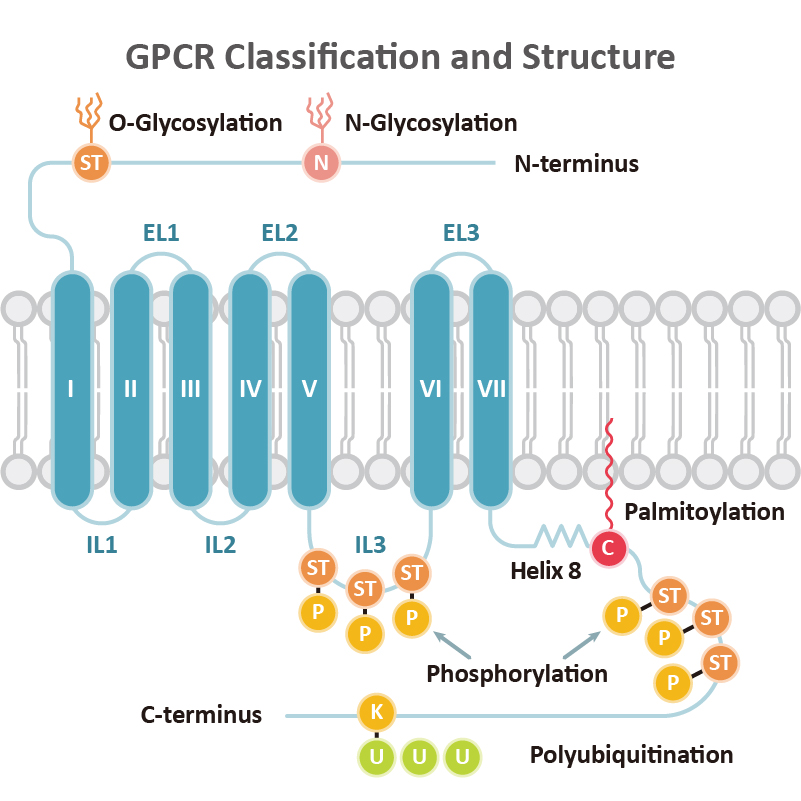 G蛋白偶联受体 (GPCRs) | GeneTex中文官方网站