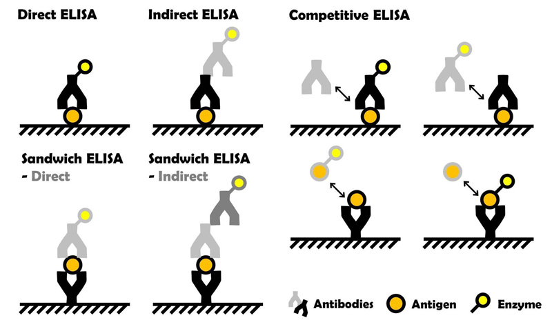 抗体辨认SPIKE、免疫吸附ELISA | GeneTex中文官方网站