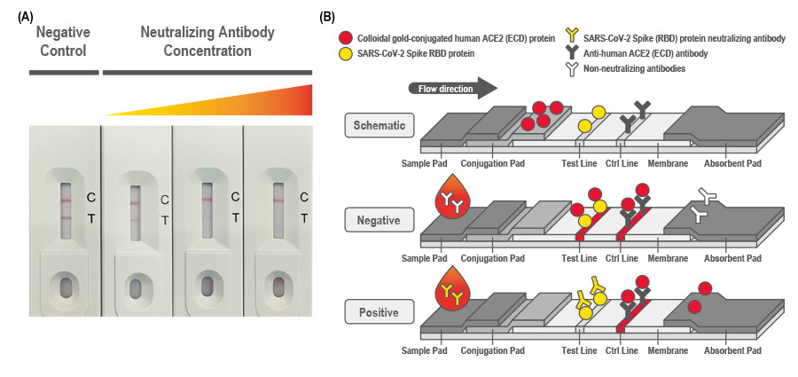 抗体辨认SPIKE、免疫吸附ELISA | GeneTex中文官方网站