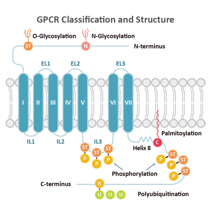G Protein-Coupled Receptors (GPCRs) | GeneTex中文官方网站