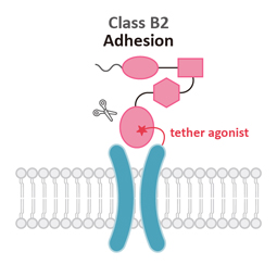 G Protein-Coupled Receptors (GPCRs) | GeneTex中文官方网站
