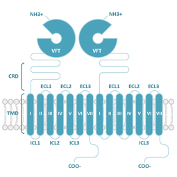 G Protein-Coupled Receptors (GPCRs) | GeneTex中文官方网站