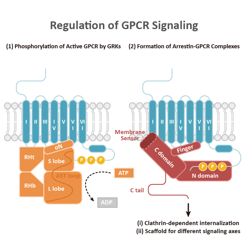 G Protein-Coupled Receptors (GPCRs) | GeneTex中文官方网站
