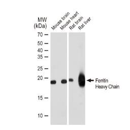 Ferritin Heavy Chain抗体 [GT1149] (GTX00928) | GeneTex中国官方网站