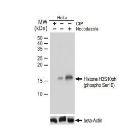 Histone H3S10ph (phospho Ser10)抗体 [GT1195] (GTX00957) | GeneTex中国官方网站