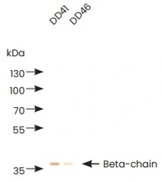 D-dimer protein (GTX05172-pro) | GeneTex中文官方网站