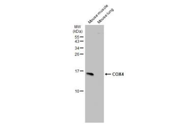 COX4抗体 (GTX114330) | GeneTex中国官方网站