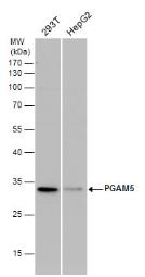 PGAM5抗体 (GTX119887) | GeneTex中国官方网站