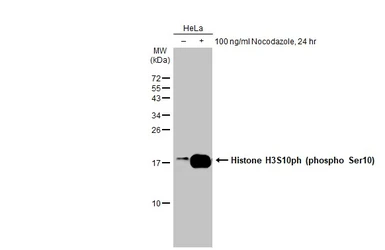 Histone H3S10ph (phospho Ser10)抗体 (GTX128116) | GeneTex中文官方网站