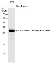 Porcine circovirus type 2 / PCV2 Capsid抗体 (GTX128121) | GeneTex中国官方网站