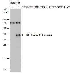 PRRS virus GP3 protein抗体 (GTX129272) | GeneTex中国官方网站
