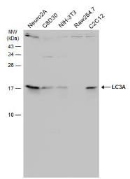 LC3A抗体 (GTX132889) | GeneTex中国官方网站