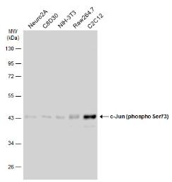 c-Jun (phospho Ser73)抗体 (GTX133873) | GeneTex中国官方网站