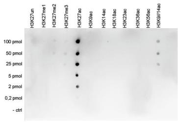 Histone H3K27ac (Acetyl Lys27)抗体 - ChIP grade (GTX60815) | GeneTex中国官方网站