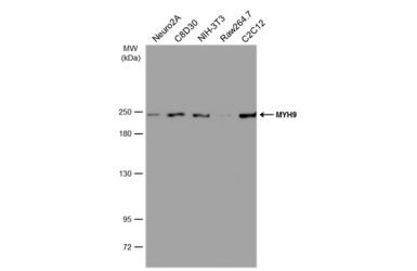 MYH9抗体 [GT566] (GTX633960) | GeneTex中国官方网站
