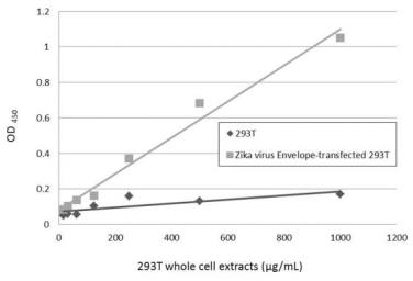 Zika virus Envelope protein抗体 [GT363] (GTX634155) | GeneTex中国官方网站