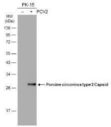 Porcine circovirus type 2 / PCV2 Capsid抗体 [GT863] (GTX634210) | GeneTex ...