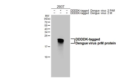 Dengue virus prM protein antibody [HL3287] (GTX640941) | GeneTex中文官方网站