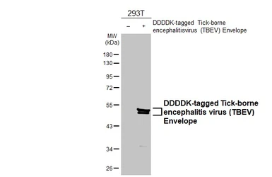 Tick-borne encephalitis virus (TBEV) Envelope抗体 [HL4034] (GTX642365 ...