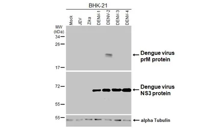 Dengue virus prM protein抗体 [HL4572] (GTX644248) | GeneTex中文官方网站