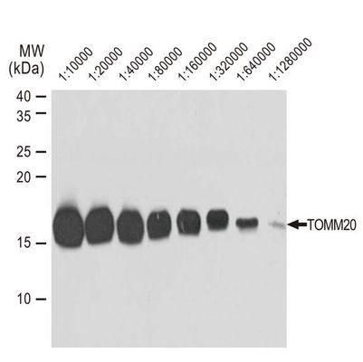 TOMM20抗体 [GT1136] (GTX00773) | GeneTex中国官方网站