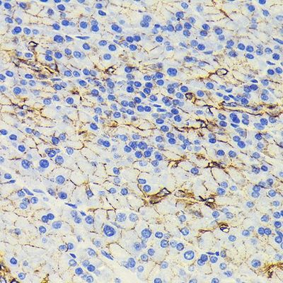 beta Catenin抗体 [GT1186] (GTX00948) | GeneTex中国官方网站