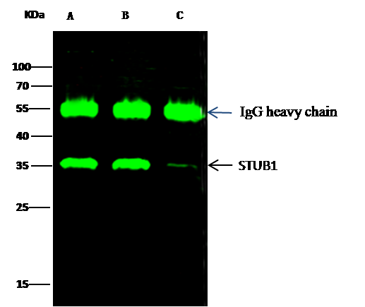 STUB1抗体 [034] (GTX02047) | GeneTex中国官方网站
