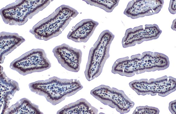 Chk1 (phospho Ser345)抗体 [C1C2], Internal (GTX100065) | GeneTex中国官方网站