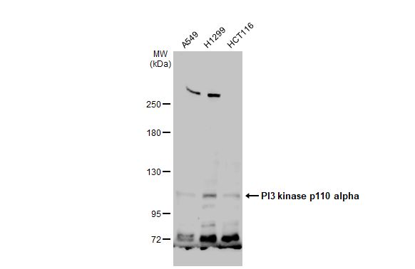 PI3 kinase p110 alpha抗体 (GTX100462) | GeneTex中国官方网站