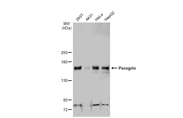 Peregrin antibody [N1N2], N-term价格,详情介绍-960化工网 – 960化工网
