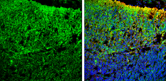 Homer1抗体 (GTX103278) | GeneTex中国官方网站