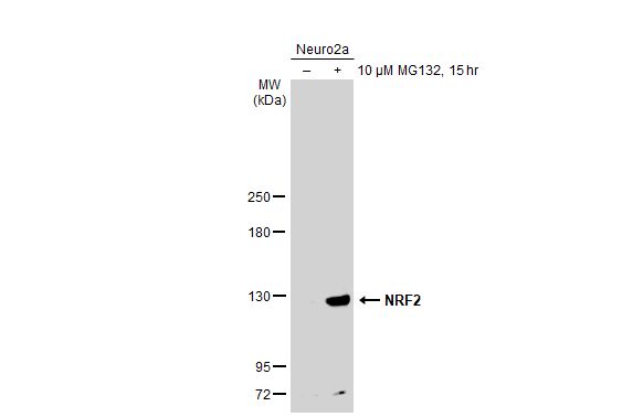 NRF2抗体 [N2C2], Internal (GTX103322) | GeneTex中国官方网站