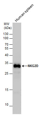 NKG2D抗体 [N3C2], Internal (GTX104761) | GeneTex中国官方网站