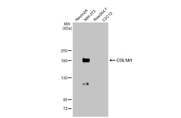 COL1A1抗体 [N1N2], N-term (GTX112731) | GeneTex中国官方网站