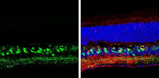 SCGN抗体 [N2C3] (GTX115443) | GeneTex中国官方网站