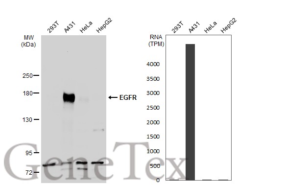 EGFR抗体 [N1-2], N-term (GTX121919) | GeneTex中国官方网站