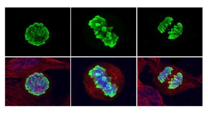 Histone H3S10ph (phospho Ser10)抗体 (GTX128116) | GeneTex中国官方网站