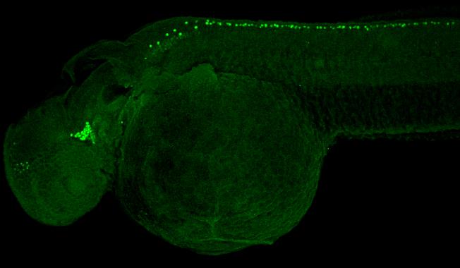 Isl1抗体 (GTX128201) | GeneTex中国官方网站