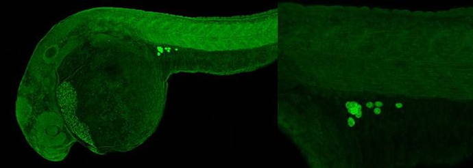 Vasa抗体 (GTX128306) | GeneTex中国官方网站