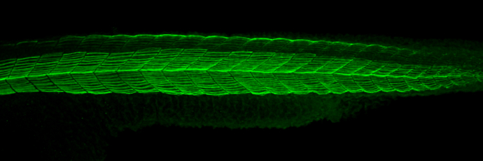 Myl2抗体 (GTX128816) | GeneTex中国官方网站