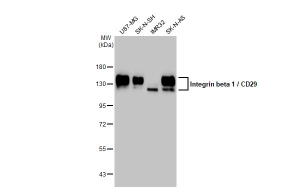 Integrin beta 1 / CD29抗体 (GTX128839) | GeneTex中国官方网站