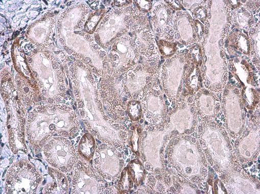 eNOS (phospho Ser1177)抗体 (GTX129058) | GeneTex中国官方网站