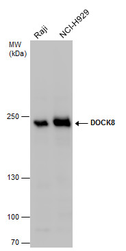 DOCK8 antibody价格,详情介绍-960化工网 – 960化工网